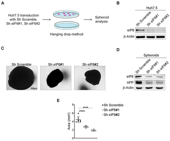 Inhibition of eIF6 Activity Reduces Hepatocellular Carcinoma Growth: An ...