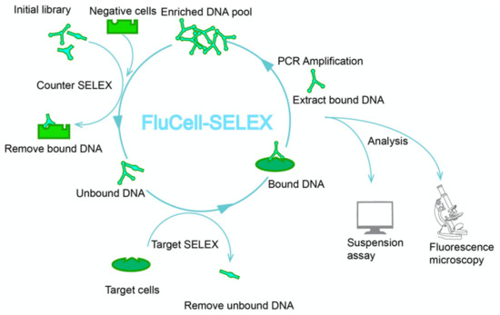 A Polyclonal Aptamer Library for the Specific Binding of the Gut ...