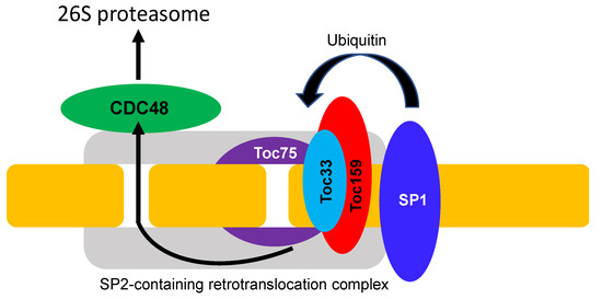 Chloroplasts Protein Quality Control and Turnover: A Multitude of ...