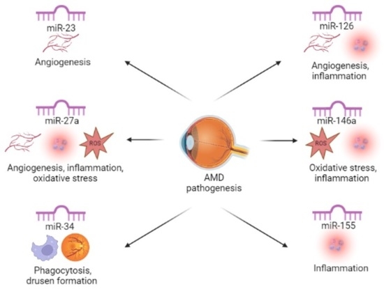 IJMS | Special Issue : Molecular Biology of Age-Related Macular ...