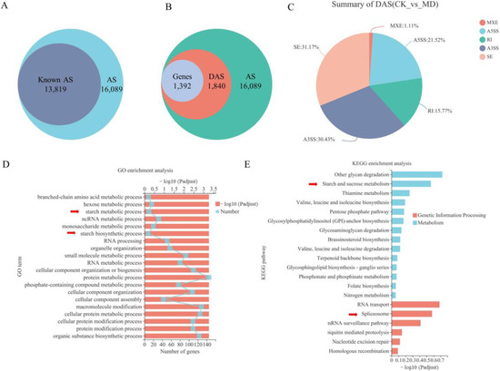 Moderate Soil Drying-Induced Alternative Splicing Provides a Potential ...