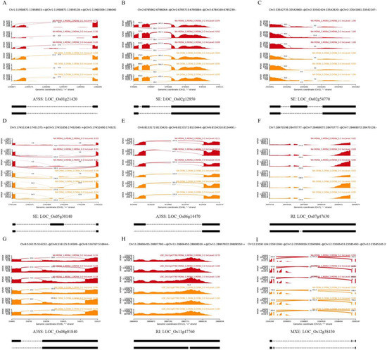 Moderate Soil Drying-Induced Alternative Splicing Provides a Potential ...