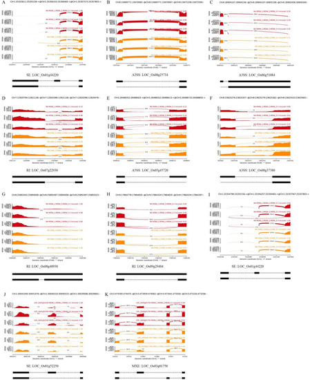 Moderate Soil Drying-Induced Alternative Splicing Provides a Potential ...