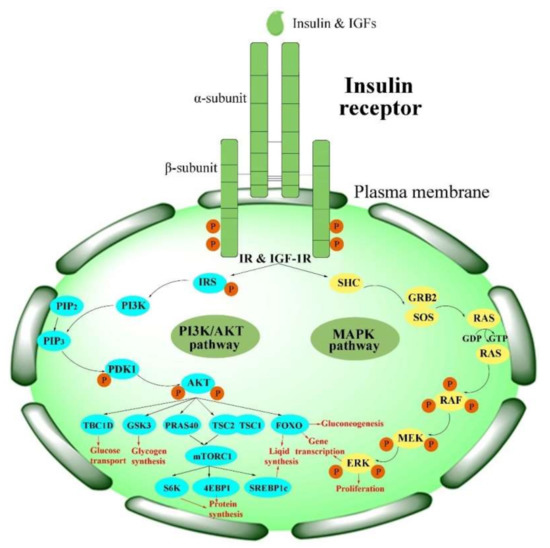 The Insulin Receptor: An Important Target for the Development of Novel ...