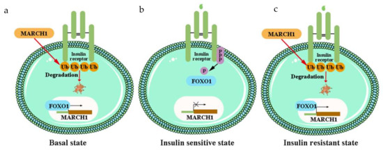 The Insulin Receptor: An Important Target for the Development of Novel ...