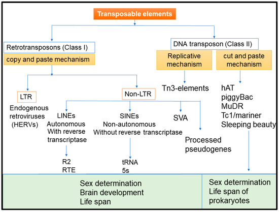 Role of Transposable Elements in Genome Stability: Implications for ...