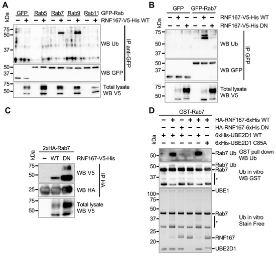 Membrane Targeting and GTPase Activity of Rab7 Are Required for Its Ubiquitination by RNF167