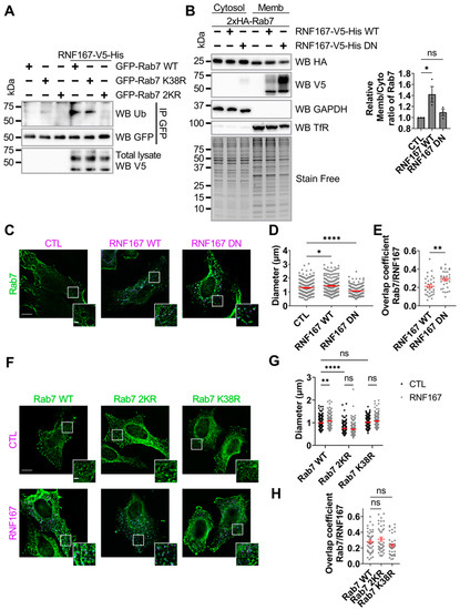 Membrane Targeting and GTPase Activity of Rab7 Are Required for Its Ubiquitination by RNF167