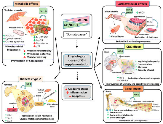 Effects of GH on the Aging Process in Several Organs: Mechanisms of Action