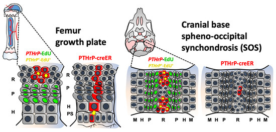Cranial Base Synchondrosis Lacks PTHrP-Expressing Column-Forming ...