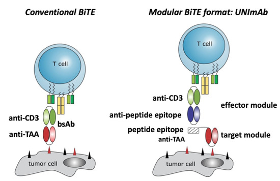 Combining Radiation- with Immunotherapy in Prostate Cancer: Influence ...