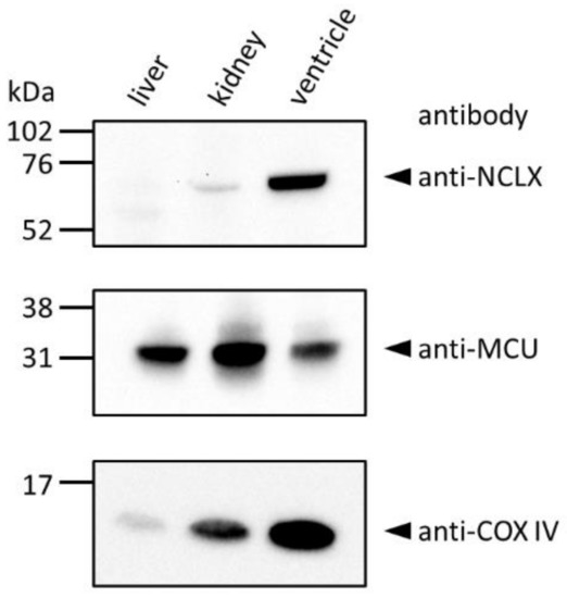 Spatial and Functional Crosstalk between the Mitochondrial Na+-Ca2 ...