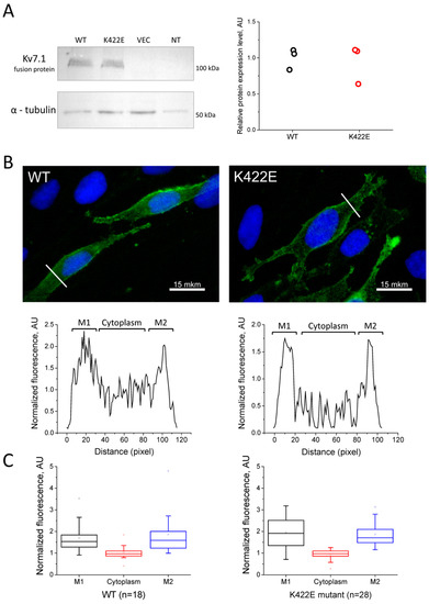 Disruption of a Conservative Motif in the C-Terminal Loop of the KCNQ1 ...