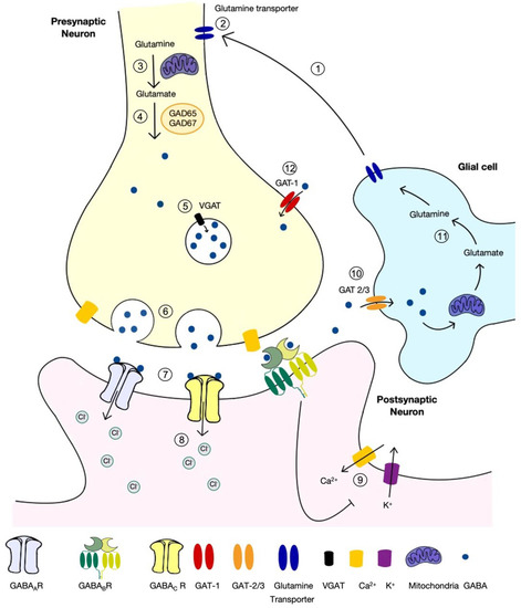 Investigating the Role of GABA in Neural Development and Disease Using ...