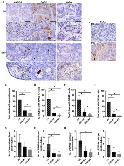 Organotypic Culture of Testicular Tissue from Infant Boys with ...