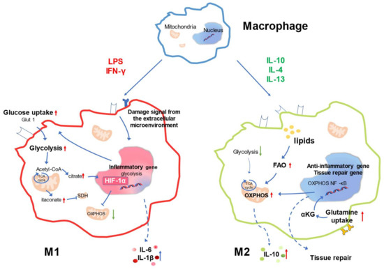 Reprogramming Metabolism of Macrophages as a Target for Kidney ...