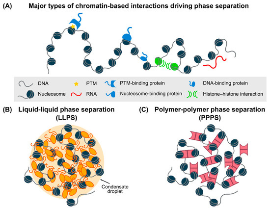 Phase Separation-Mediated Chromatin Organization and Dynamics: From ...