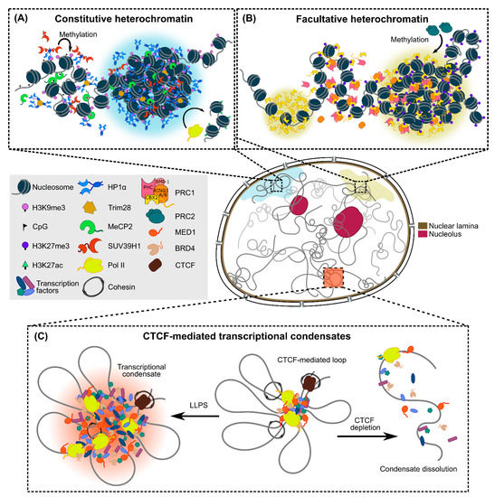 Phase Separation-Mediated Chromatin Organization and Dynamics: From ...