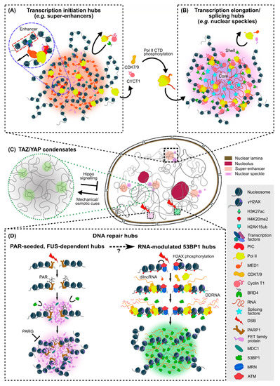 Phase Separation-Mediated Chromatin Organization and Dynamics: From ...