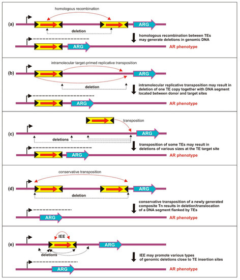 How Do Transposable Elements Activate Expression of Transcriptionally ...