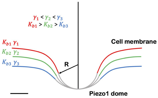 Piezo1 Channel as a Potential Target for Hindering Cardiac Fibrotic ...