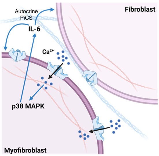 Piezo1 Channel as a Potential Target for Hindering Cardiac Fibrotic ...