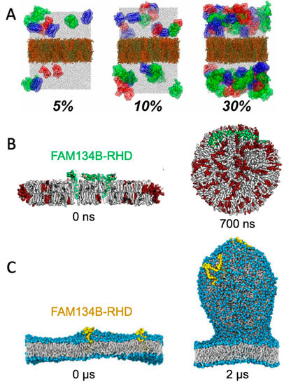 Molecular Dynamics Simulations of Curved Lipid Membranes