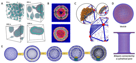Molecular Dynamics Simulations of Curved Lipid Membranes