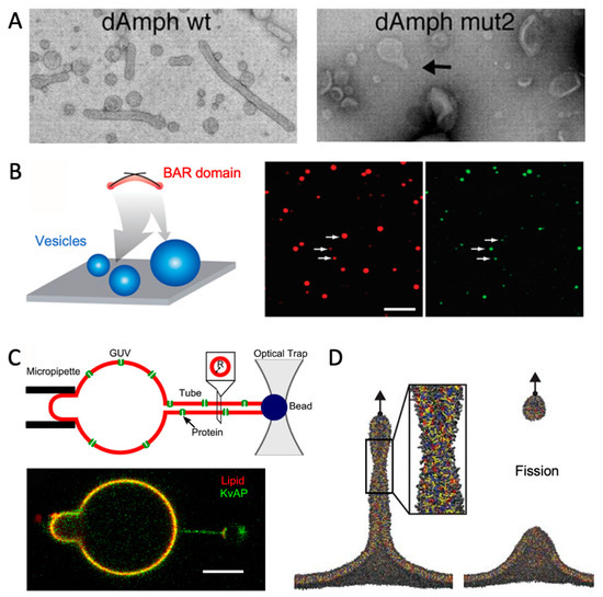 Molecular Dynamics Simulations of Curved Lipid Membranes