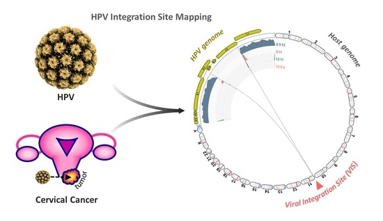 IJMS | Free Full-Text | HPV Integration Site Mapping: A Rapid Method of Viral Integration Site ...