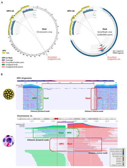 Ijms Free Full Text Hpv Integration Site Mapping A Rapid Method Of