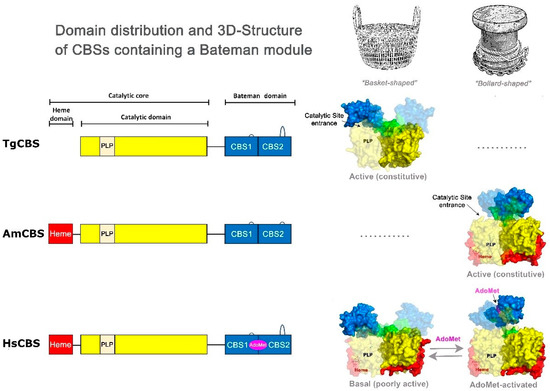 Insights into Domain Organization and Regulatory Mechanism of ...