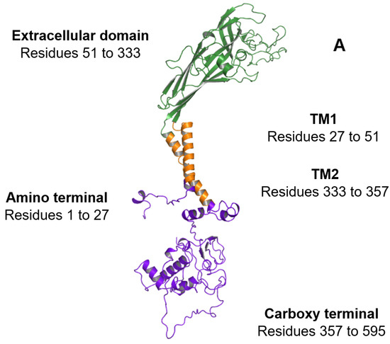 Alternatively Spliced Isoforms of the P2X7 Receptor: Structure ...
