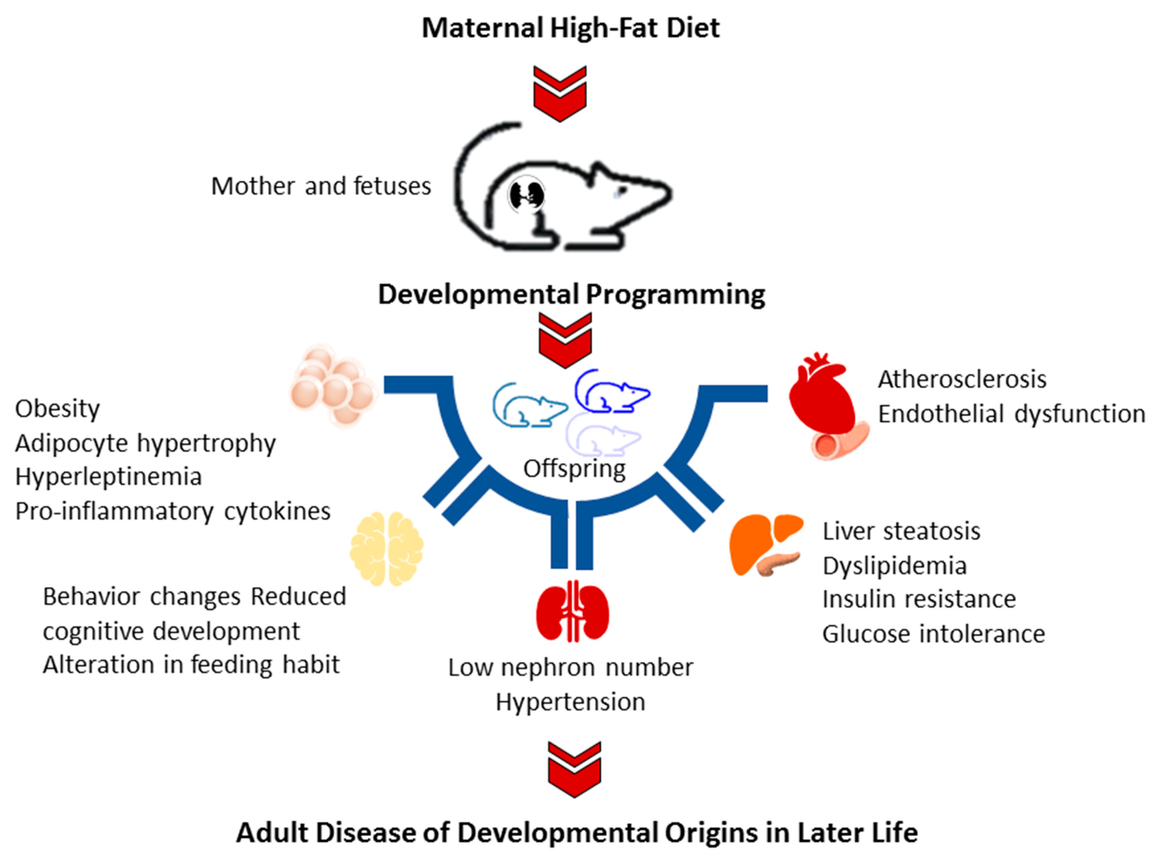 Ijms Free Full Text Maternal High Fat Diet And Offspring Hypertension