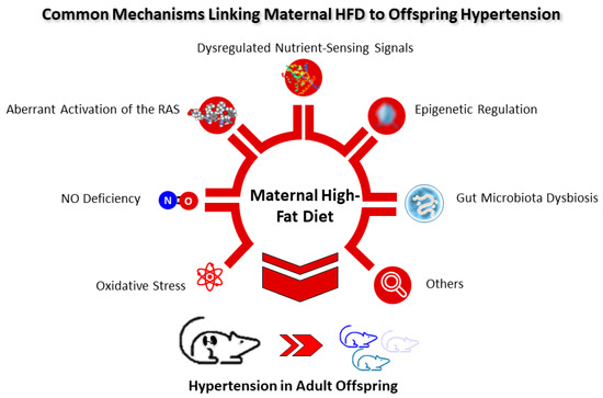 Ijms Free Full Text Maternal High Fat Diet And Offspring Hypertension