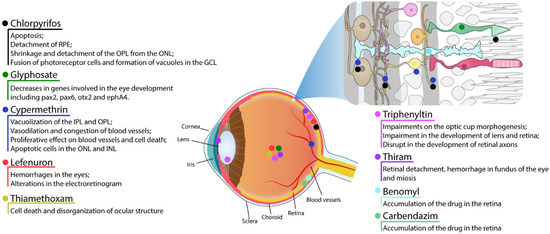 Retinal Toxicity Induced by Chemical Agents