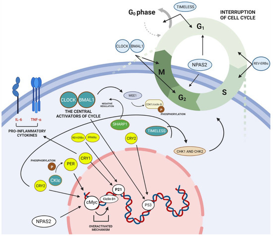 Circadian Rhythm Dysregulation and Leukemia Development: The Role of ...