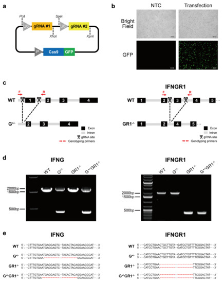 Integrated CRISPR-Cas9 System-Mediated Knockout of IFN-γ and IFN-γ Receptor 1 in the Vero Cell ...