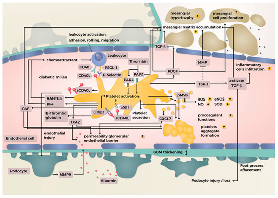 IJMS | Free Full-Text | The Role of Platelets in Diabetic Kidney Disease