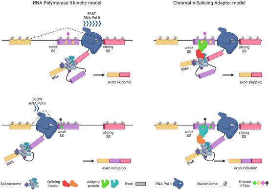 Histone Marks-Dependent Effect on Alternative Splicing: New ...