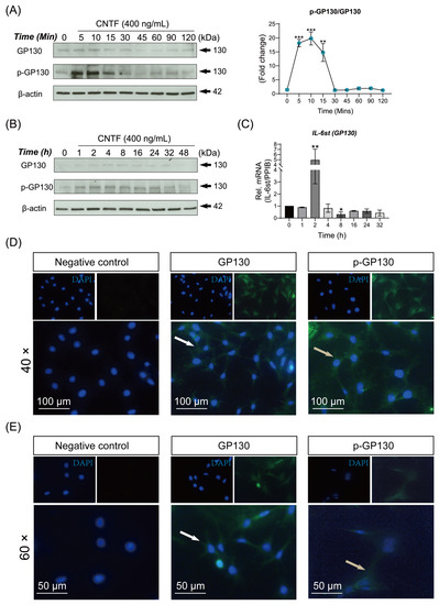 Ciliary Neurotrophic Factor (CNTF) and Its Receptors Signal Regulate ...
