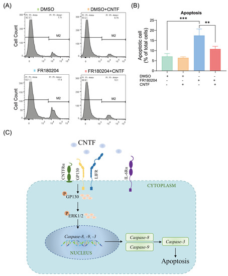 Ciliary Neurotrophic Factor (CNTF) and Its Receptors Signal Regulate ...