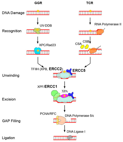 Alteration of the Nucleotide Excision Repair (NER) Pathway in Soft ...