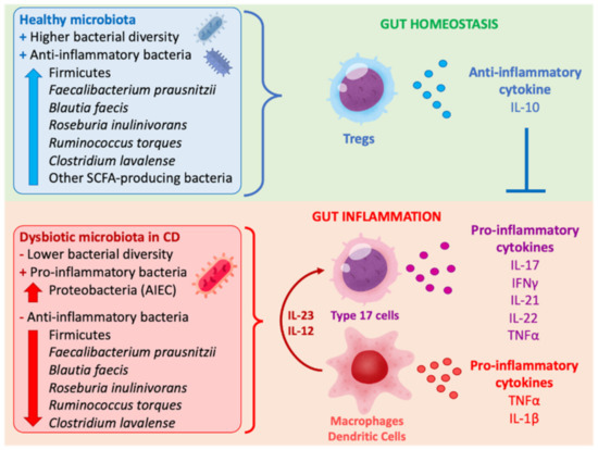 Crohn’s Disease, Host–Microbiota Interactions, and Immunonutrition ...