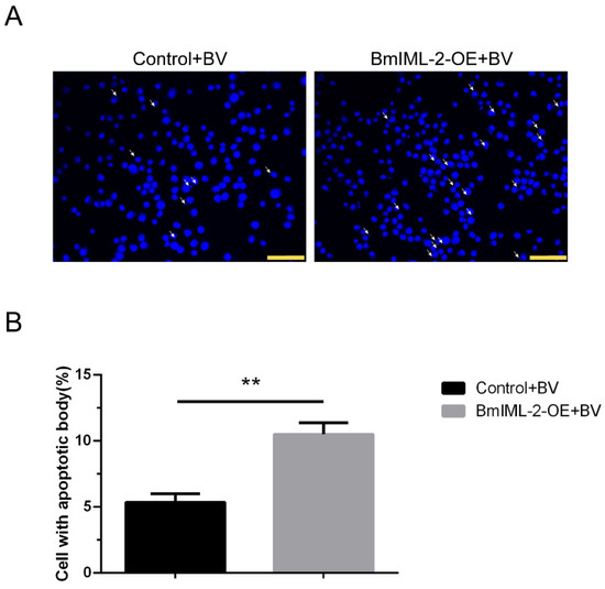 Bombyx mori C-Type Lectin (BmIML-2) Inhibits the Proliferation of B ...