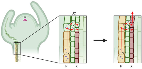 Blaze a New Trail: Plant Virus Xylem Exploitation