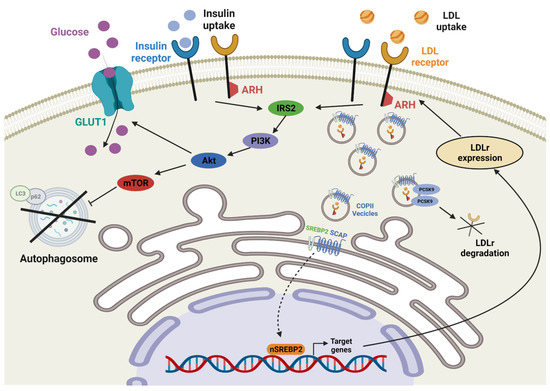 Relationship between Brain Metabolic Disorders and Cognitive Impairment ...