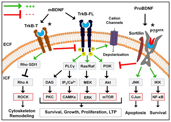 BDNF Therapeutic Mechanisms in Neuropsychiatric Disorders