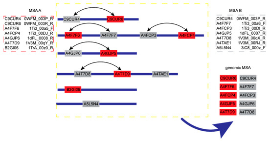 cpxDeepMSA: A Deep Cascade Algorithm for Constructing Multiple Sequence ...