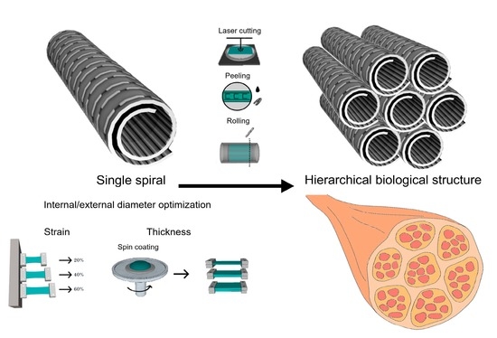 IJMS | Free Full-Text | Modeling Self-Rollable Elastomeric Films for ...
